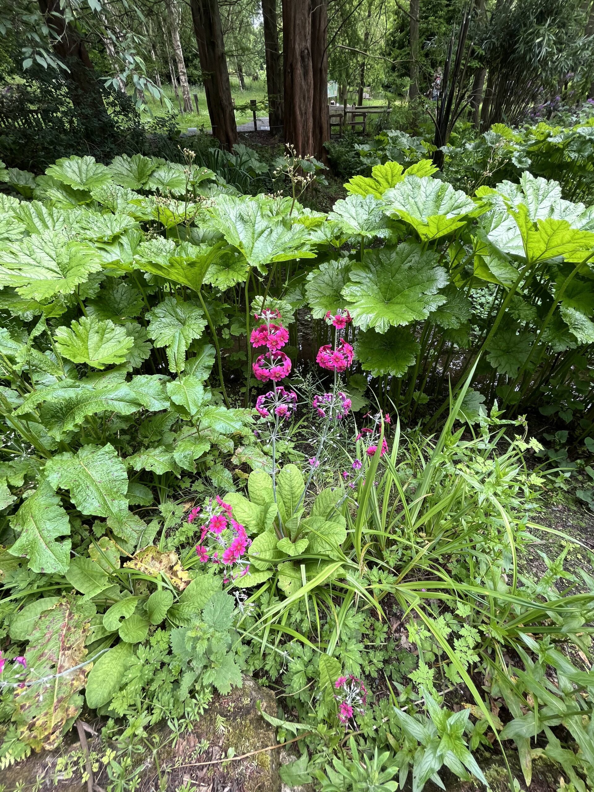 Durham University Botanic Gardens – Deb and Dave’s Adventures!